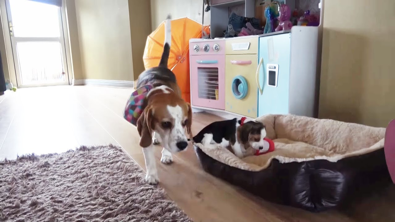 Beagle dog trades toys with puppy for their favorite toy