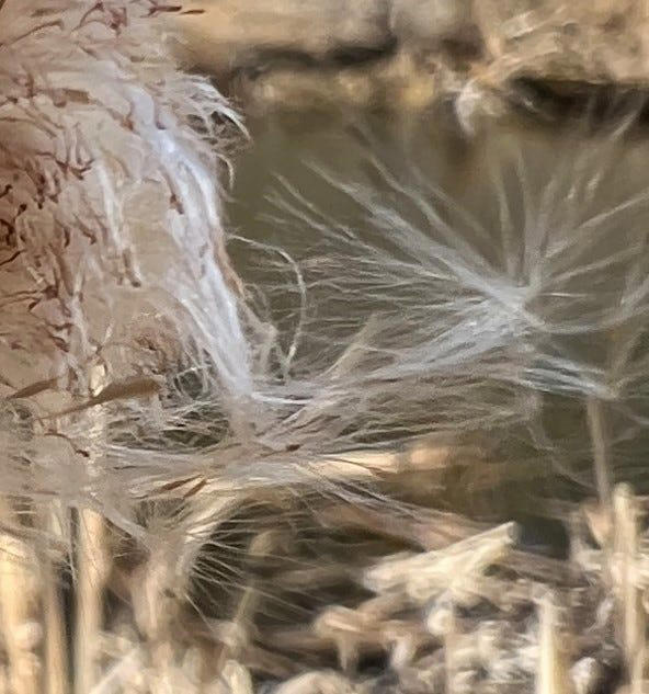 Cattails have many uses for diapers, jackets, pillows and food