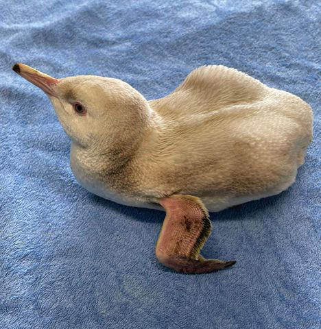 Rare All-White Penguin Found 'Underweight and Dehydrated' — the First ...