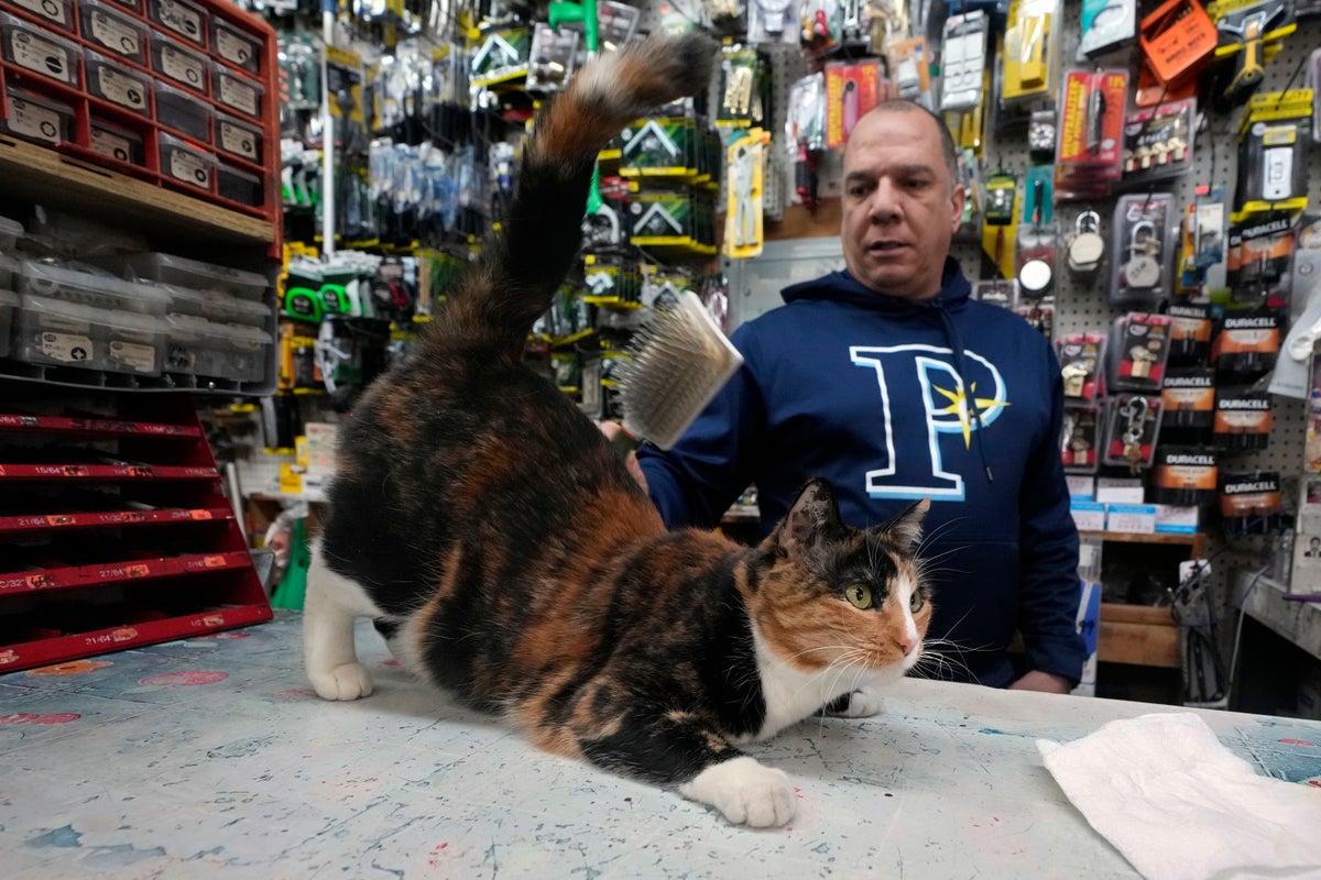 The future of New York’s beloved bodega cats is under threat