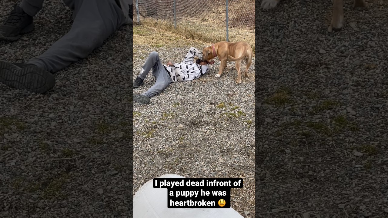 Dog looks heartbroken when owner plays dead in front of him