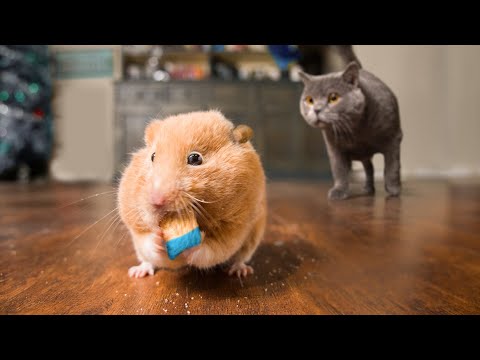 Epic mouse hunt shows determination of clever cat