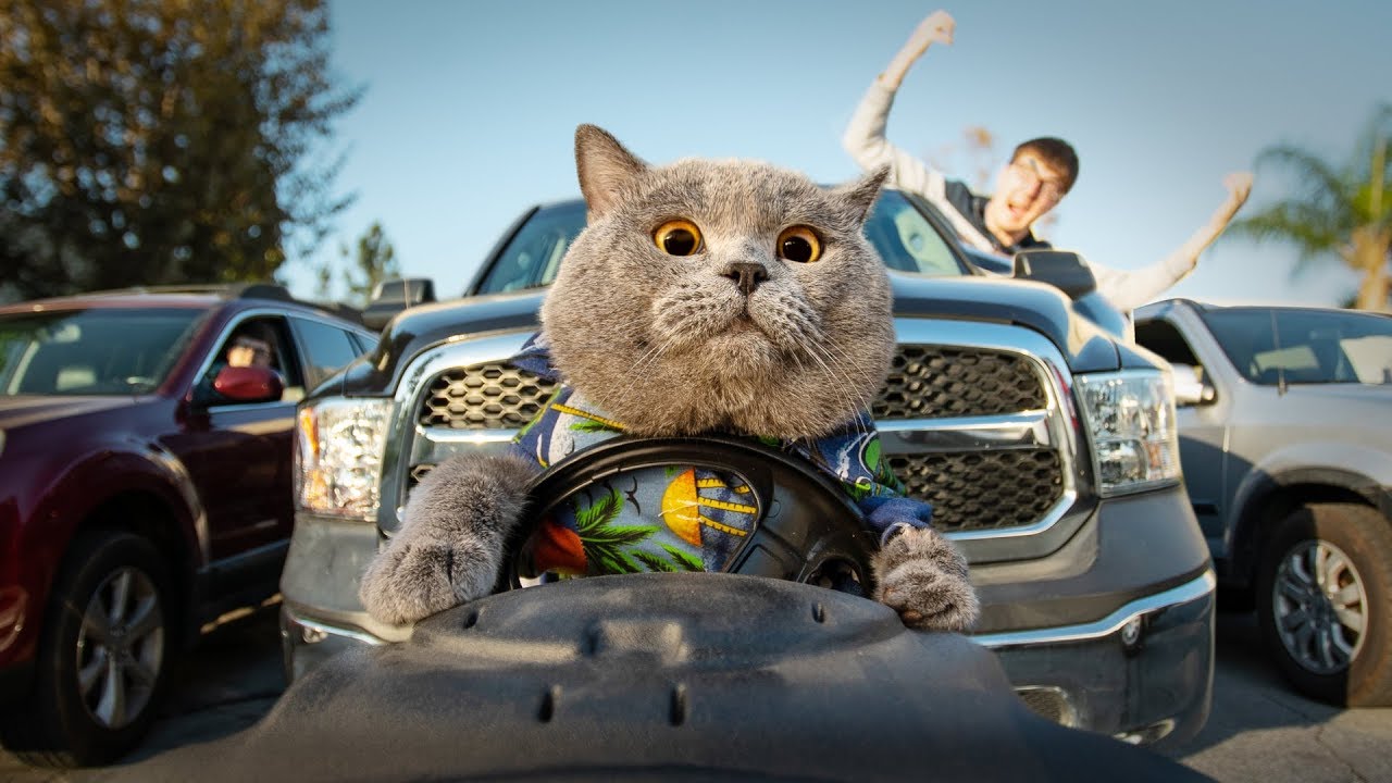Meet the Cat Known as the World’s Most Obedient