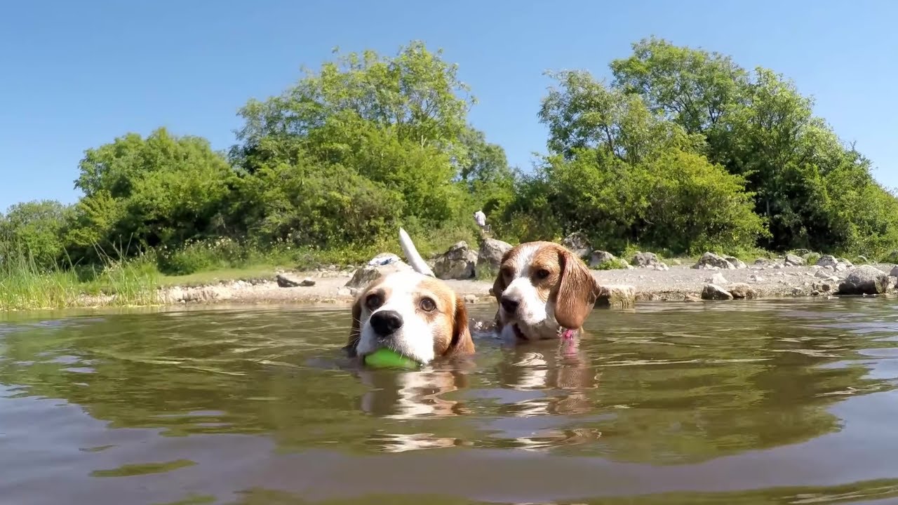 Beagle puppy swims and splashes everything around