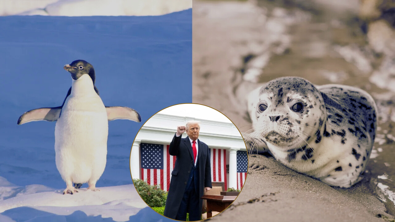 Tariff on seals and penguins? Donald Trump slams Earth's remotest ...