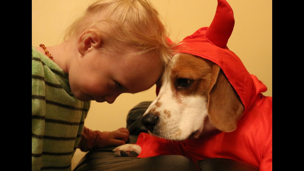 Beagle and Baby Bond Over Playtime