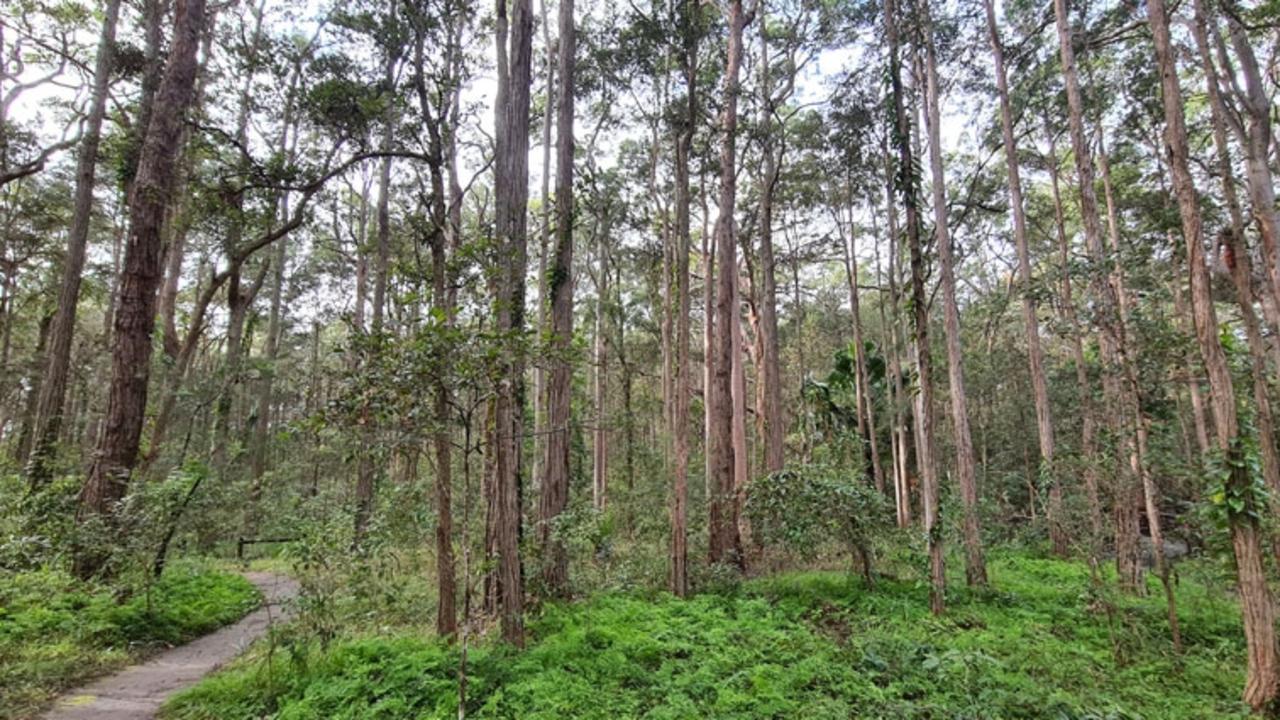 Council’s wild act after tree ‘poisoned’