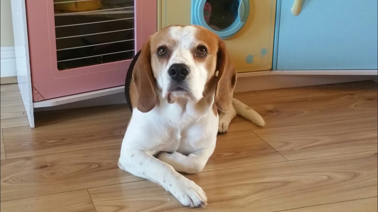 Beagle fetches toilet paper for owner in epic trick
