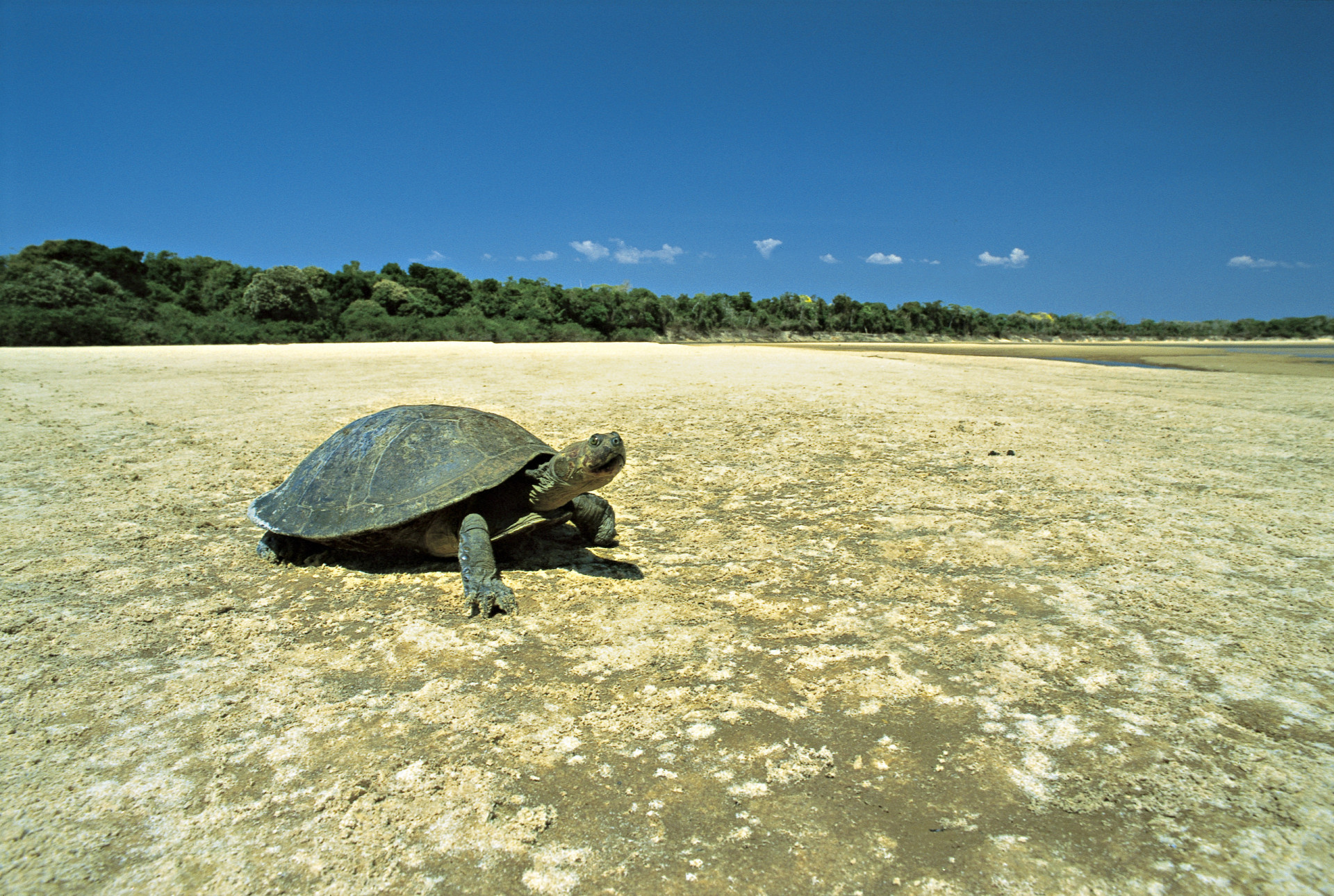 Lowe's launches new private label