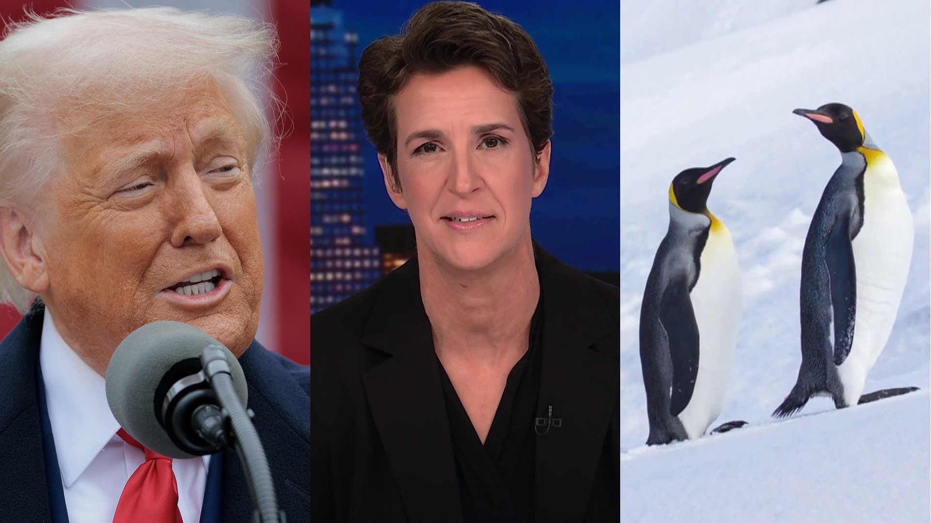 New Trump tariffs include countries with penguins but no people