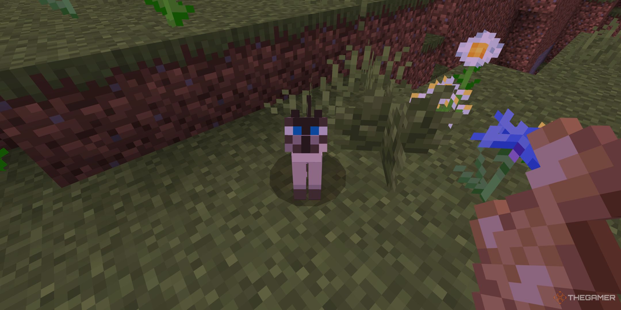 How To Tame A Cat In Minecraft