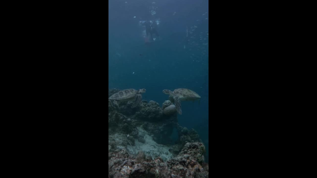 Loved-up sea turtles seen kissing underwater