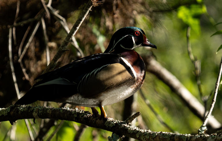 Is it legal to shoot ducks in Southwest Florida? What to know about ...