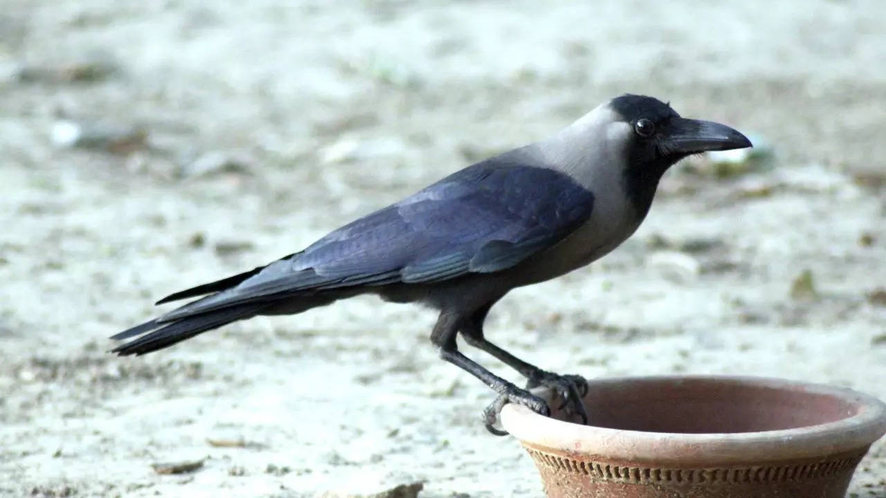 Viral: This crow from Maharashtra mimics human speech with effortless ease