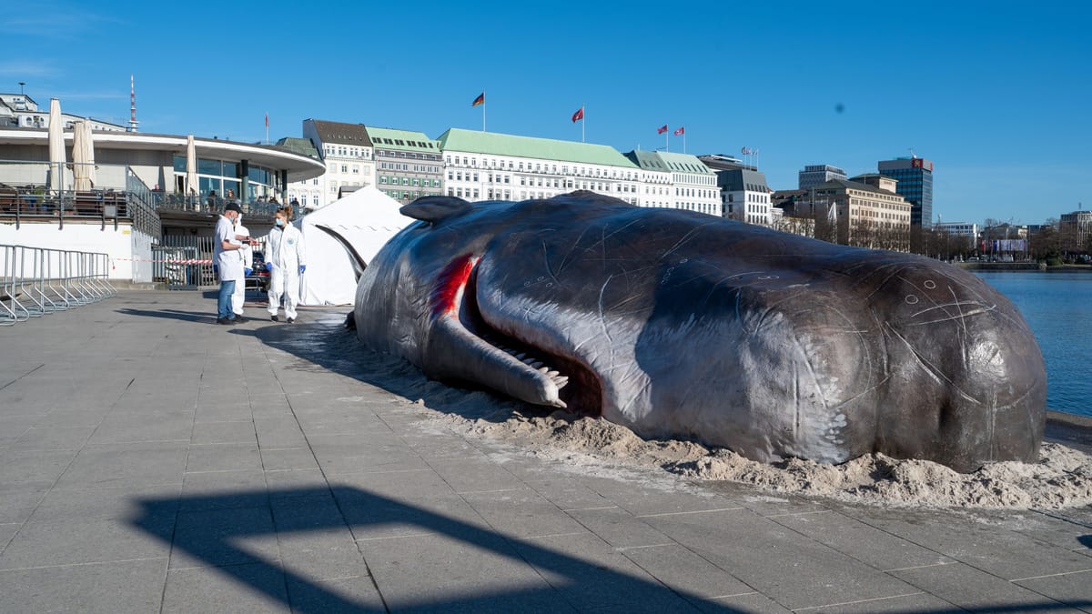 Hamburg: Gestrandeter "Wal" am Jungfernstieg – das steckt dahinter