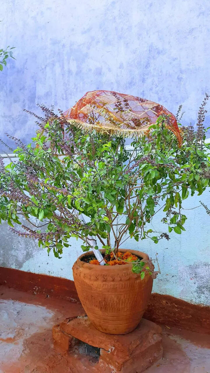How to revive a dying Tulsi plant in the summers