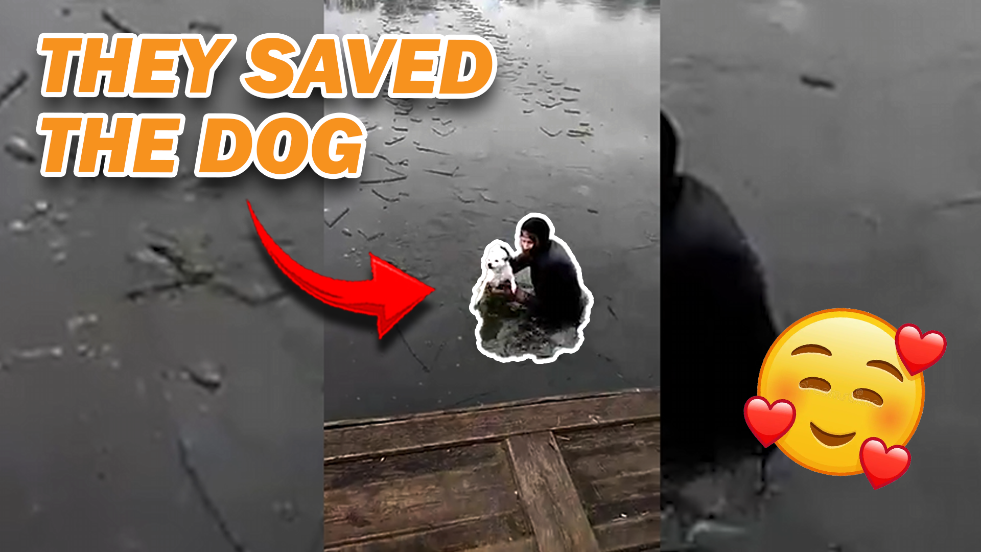 Heartwarming Animal Rescue – A Story of Hope and Second Chances