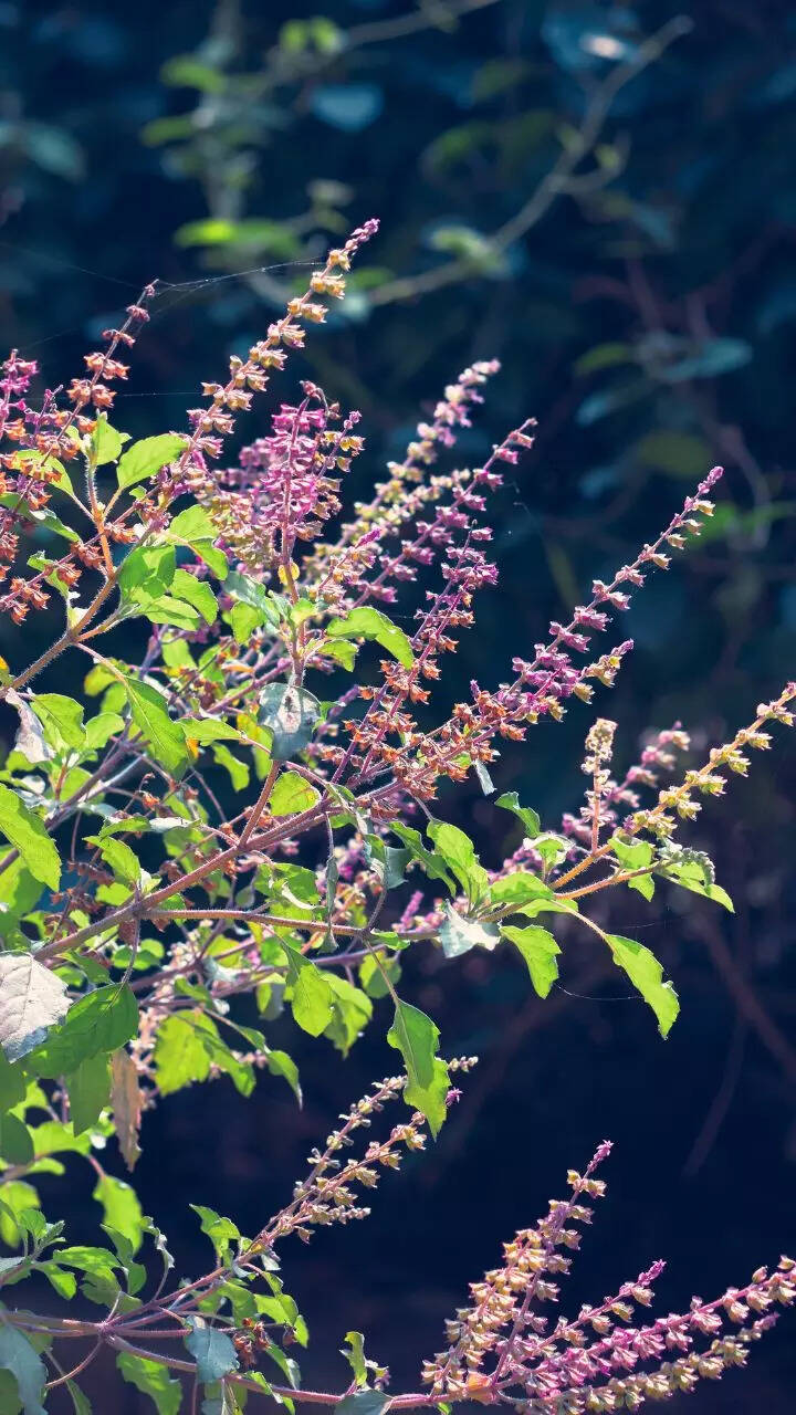 How to revive a dying Tulsi plant in the summers