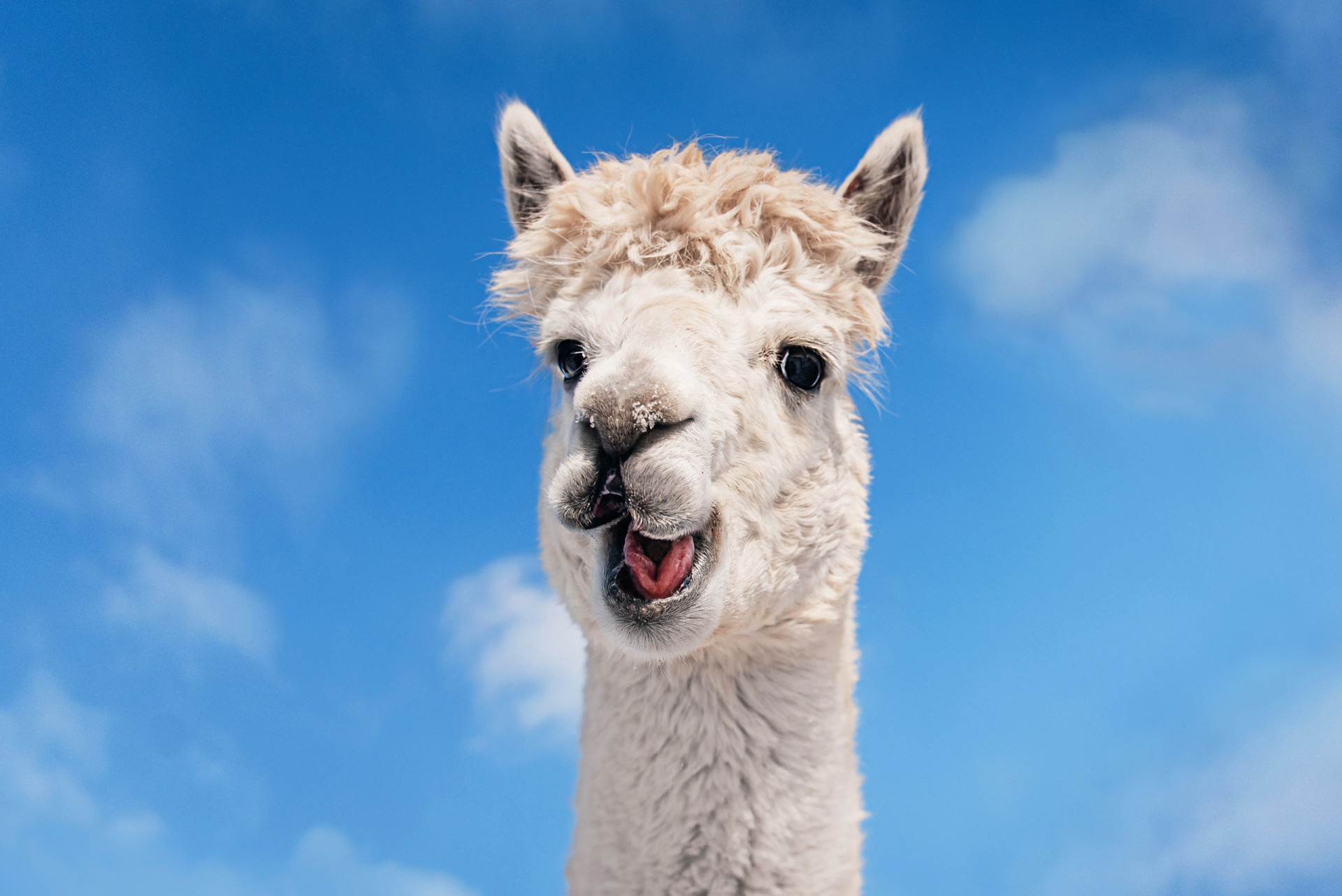 The 30 best knock-knock jokes of all time