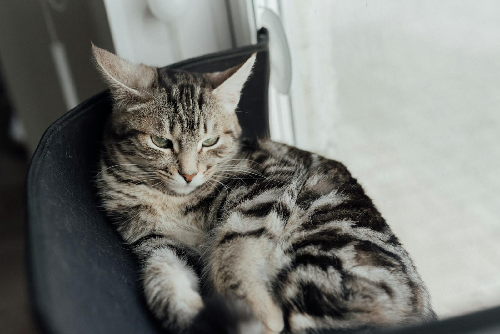 12 Things You Can Do to Make Your Cat Feel Truly Valued
