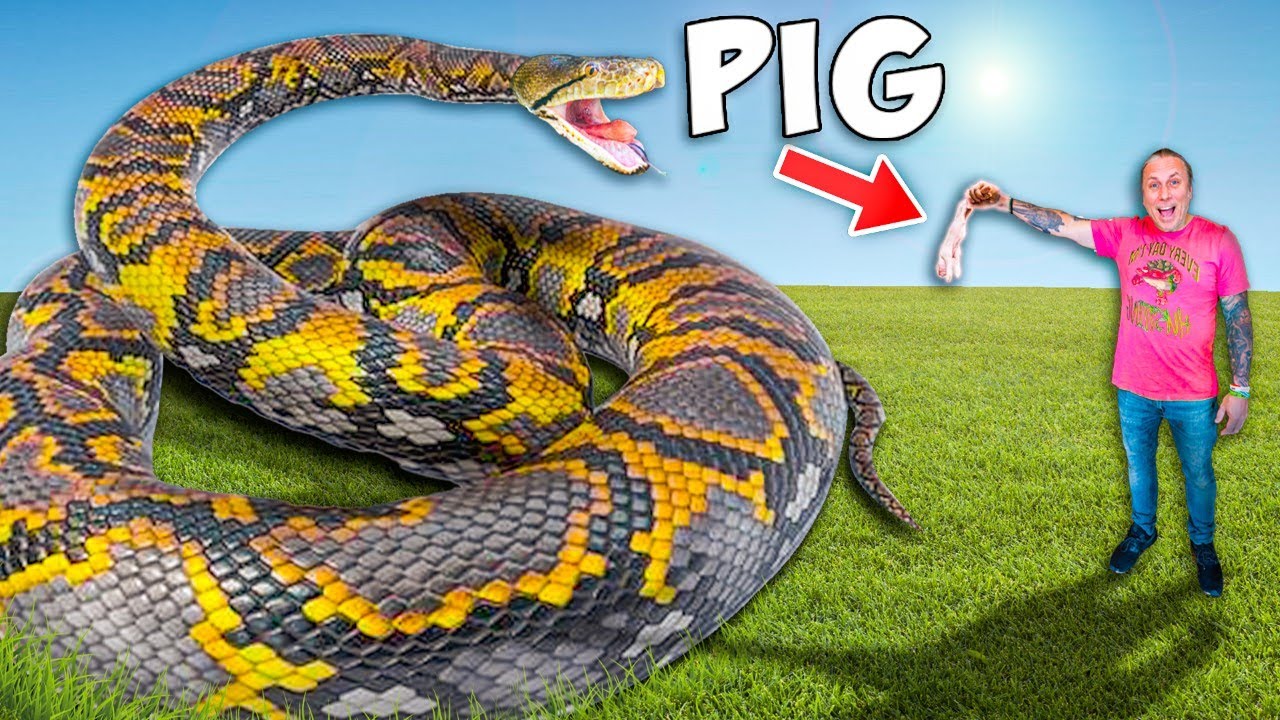 A Giant Rabbit Was Eaten By A 20 Foot Snake!