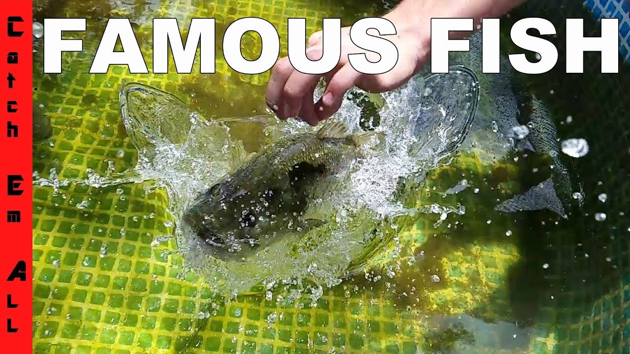 World's Most Famous Fish SHAMU!!