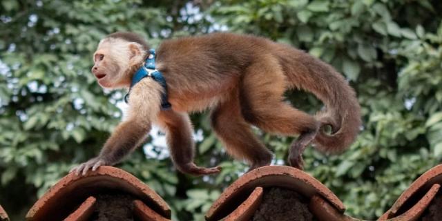 Mono muerto hallado en Chaparral podría ser portador de la Fiebre Amarilla