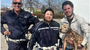 Il «Canepardo» di Luca Scazzi scappa di casa: ritrovato a Lainate. Ma è ...