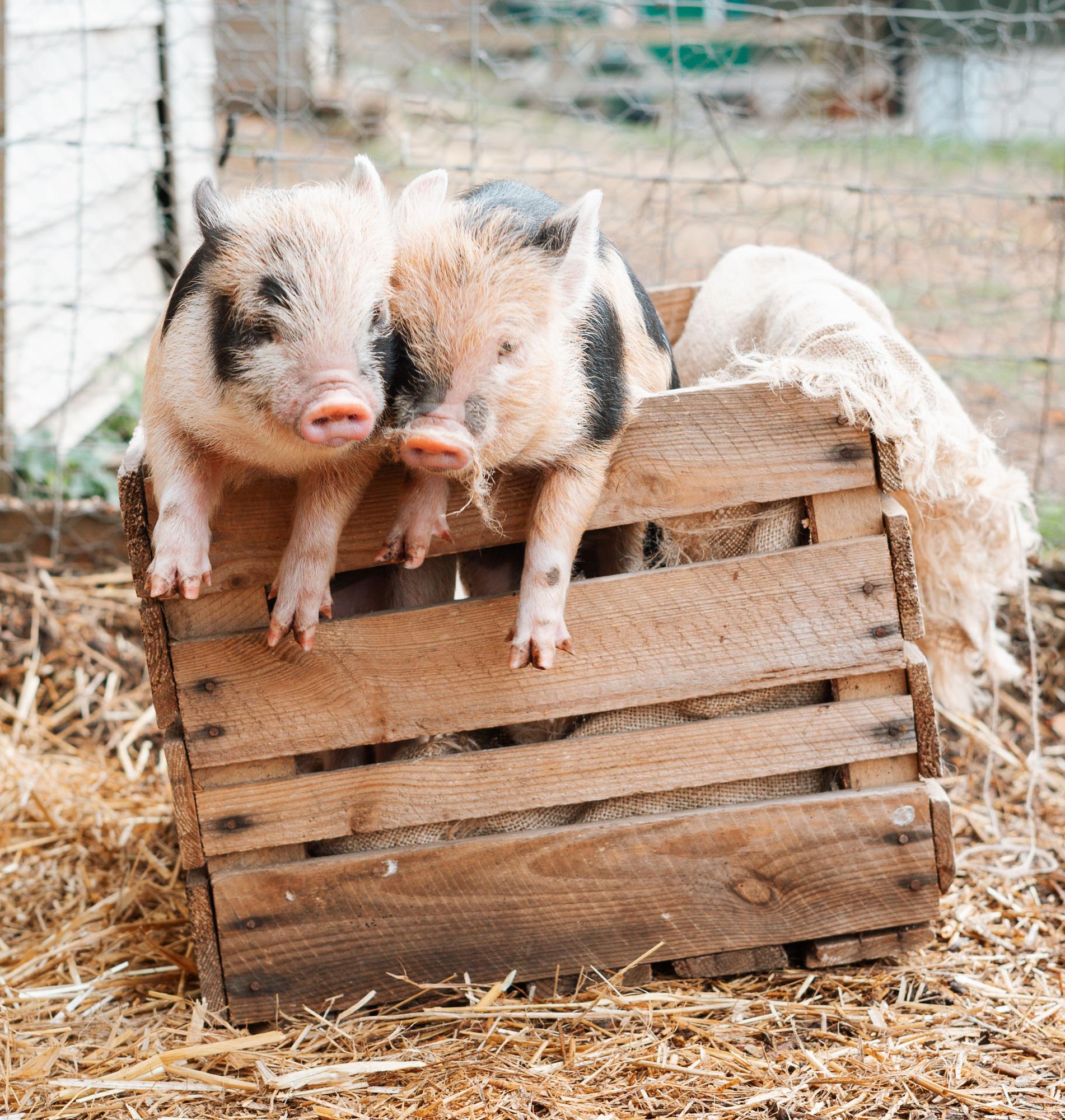 I'm a micro pig expert, and here's five reasons why Harrogate animal ...