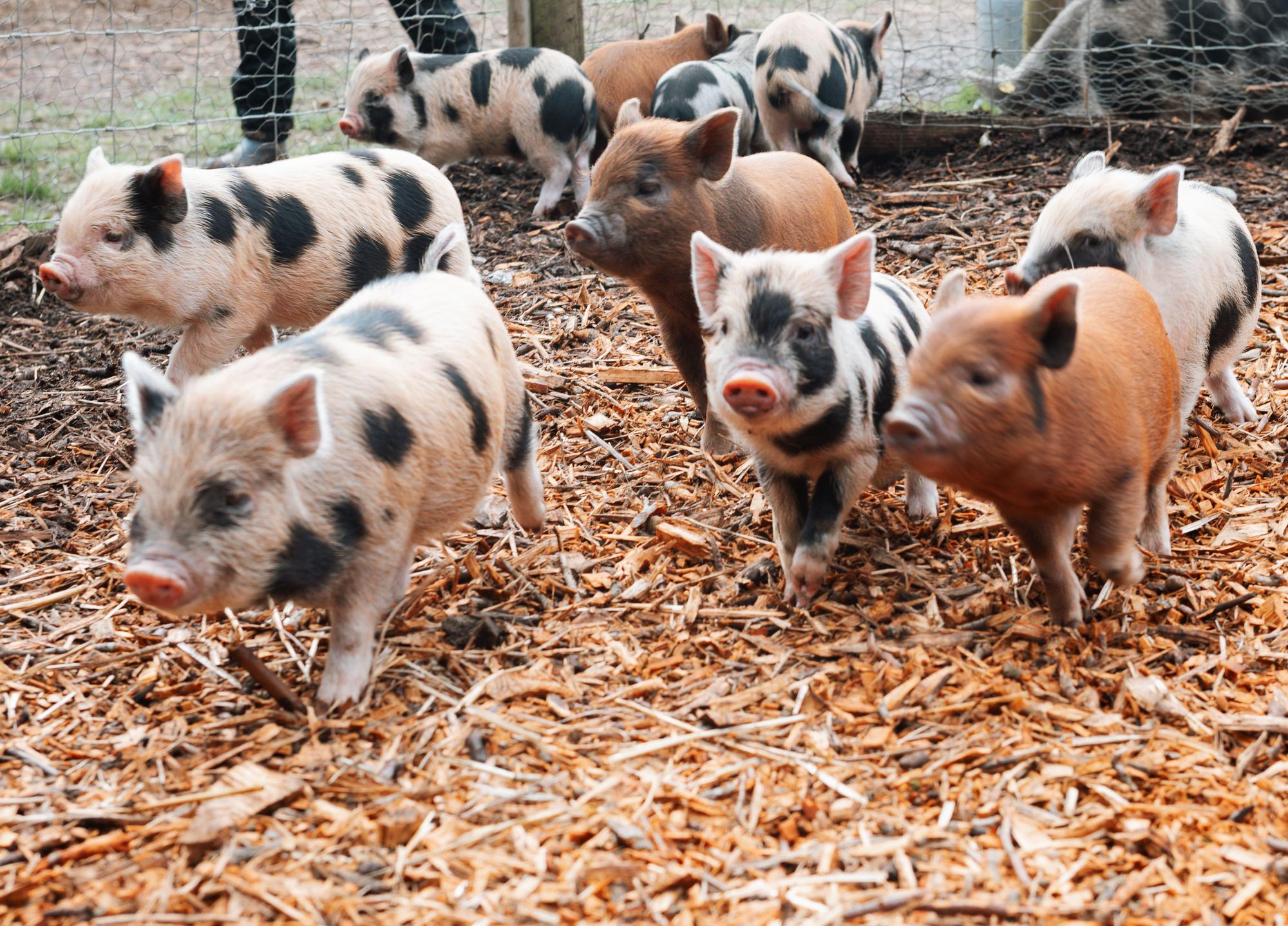 I'm a micro pig expert, and here's five reasons why Scarborough animal ...