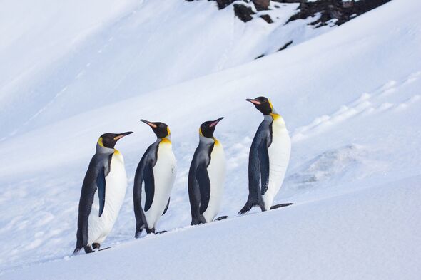 Donald Trump imposes 'tariffs on penguins' after targetting remote ...