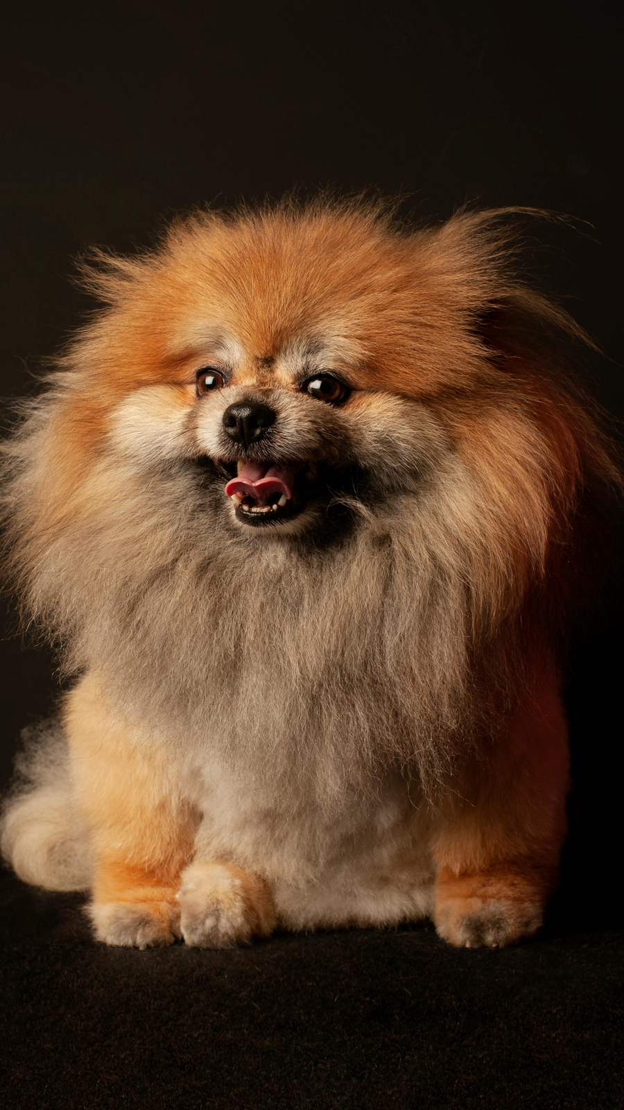 How to stop excessive barking in dogs: Simple and effective tips