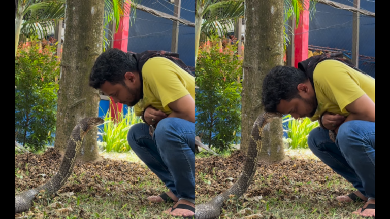Viral Video Shows Man Taming Massive Cobra; Internet Credits His ‘Pro Max Positive Aura’