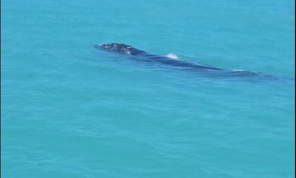 WATCH: Rare right whale sighting off Florida coast caught on video