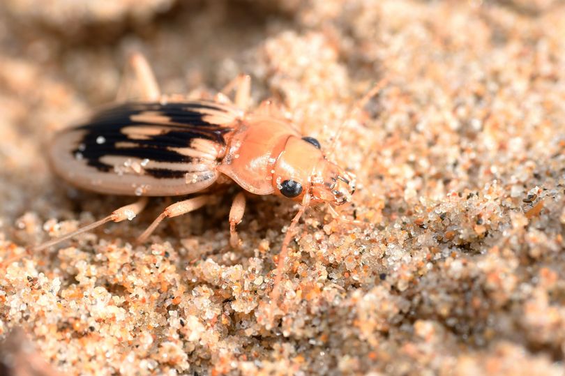 Rare creature feared extinct could be hiding on Devon beaches
