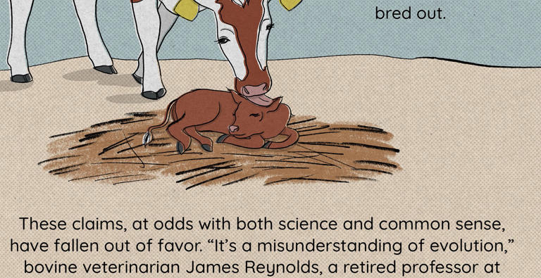 The life of a dairy cow