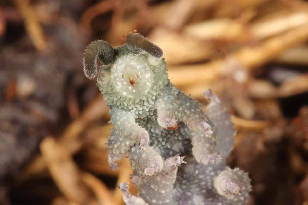 Scientists Found a 380-Million-Year-Old Trick in Velvet Worm Slime That ...