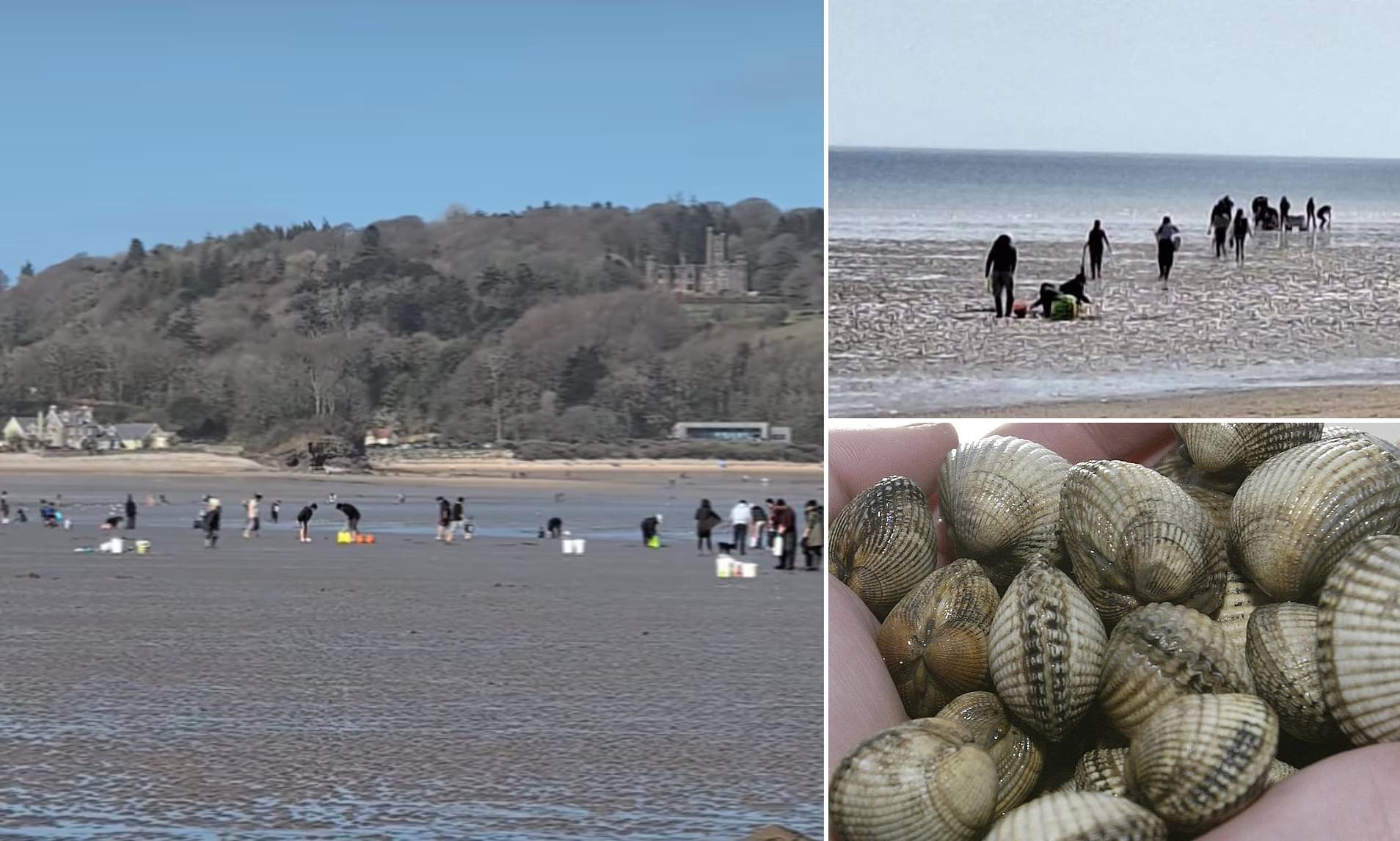 Fury as beach 'decimated' after cockle-pickers swarm beauty spot