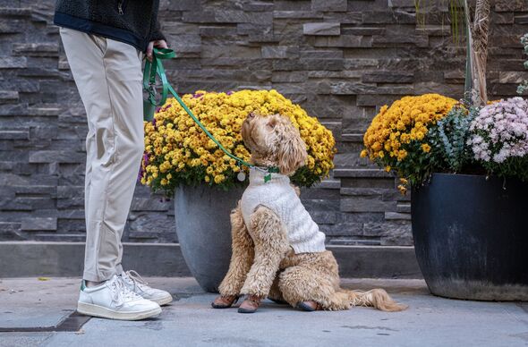 Veterinarian issues critical advice for Cockapoo owners to prevent ...