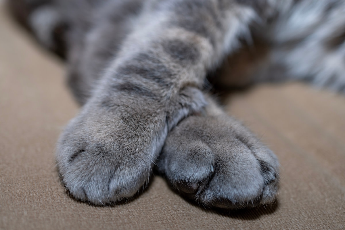 Tiny 3-Pound Cat Looks Just Like a Baby Bunny and Our Hearts Are Exploding