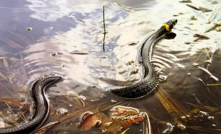 Think You’re Safe in the Water? These New York Lakes Are Packed With Snakes