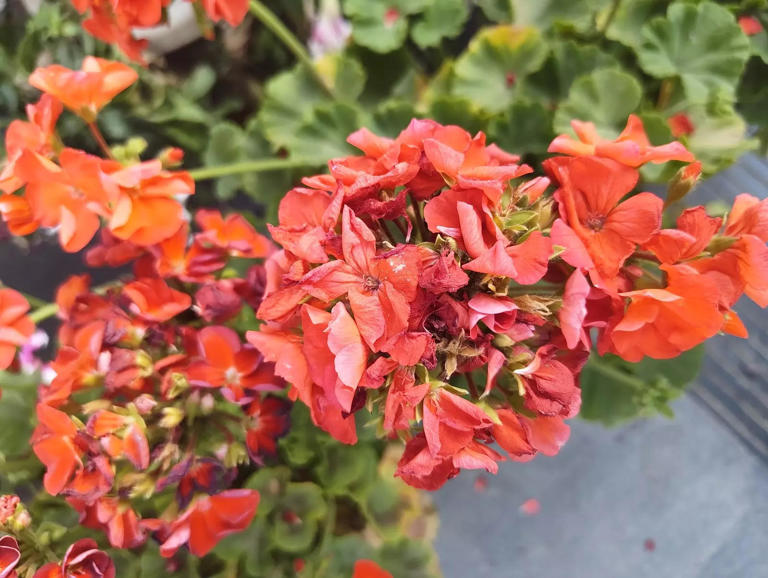 Nothing Phone 3a review: Come for the design, stay for neat UI