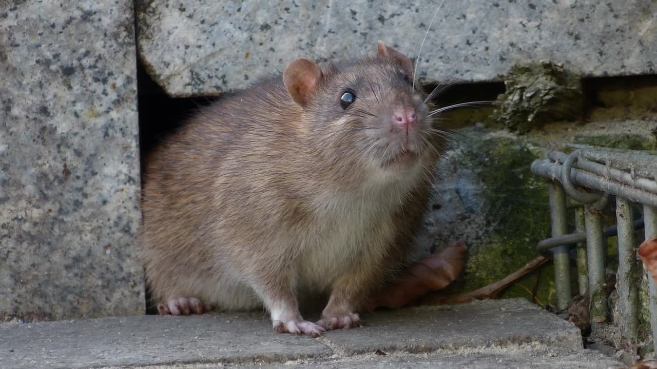 Creepy Things That People Thought Were Normal 100 Years Ago