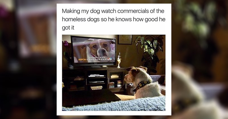25+ Darling Dog Memes for Canine Enthusiasts (April 3, 2025)