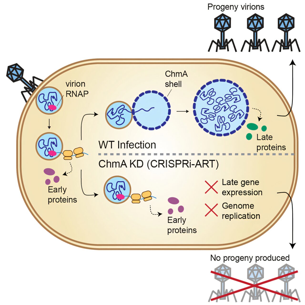 Jumbo phages infect cells with a protective cloaking mechanism ...