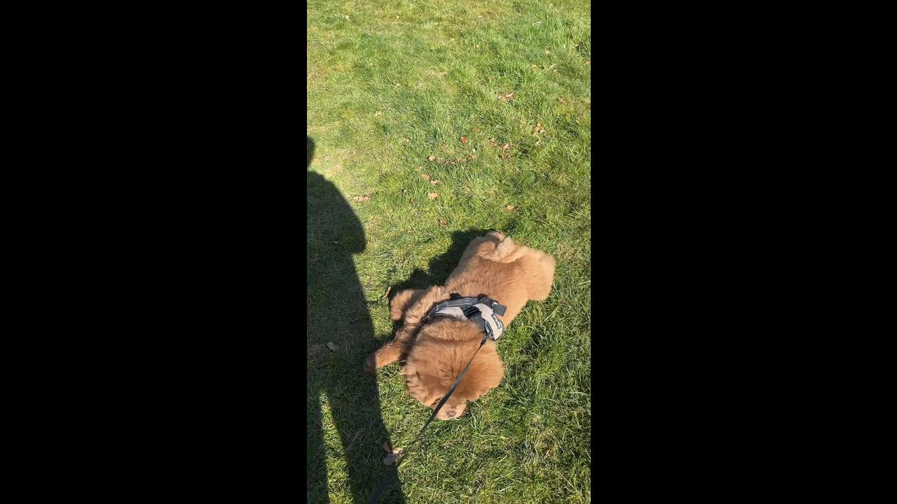 Lazy Dog Flops Down For Mid-Walk Nap