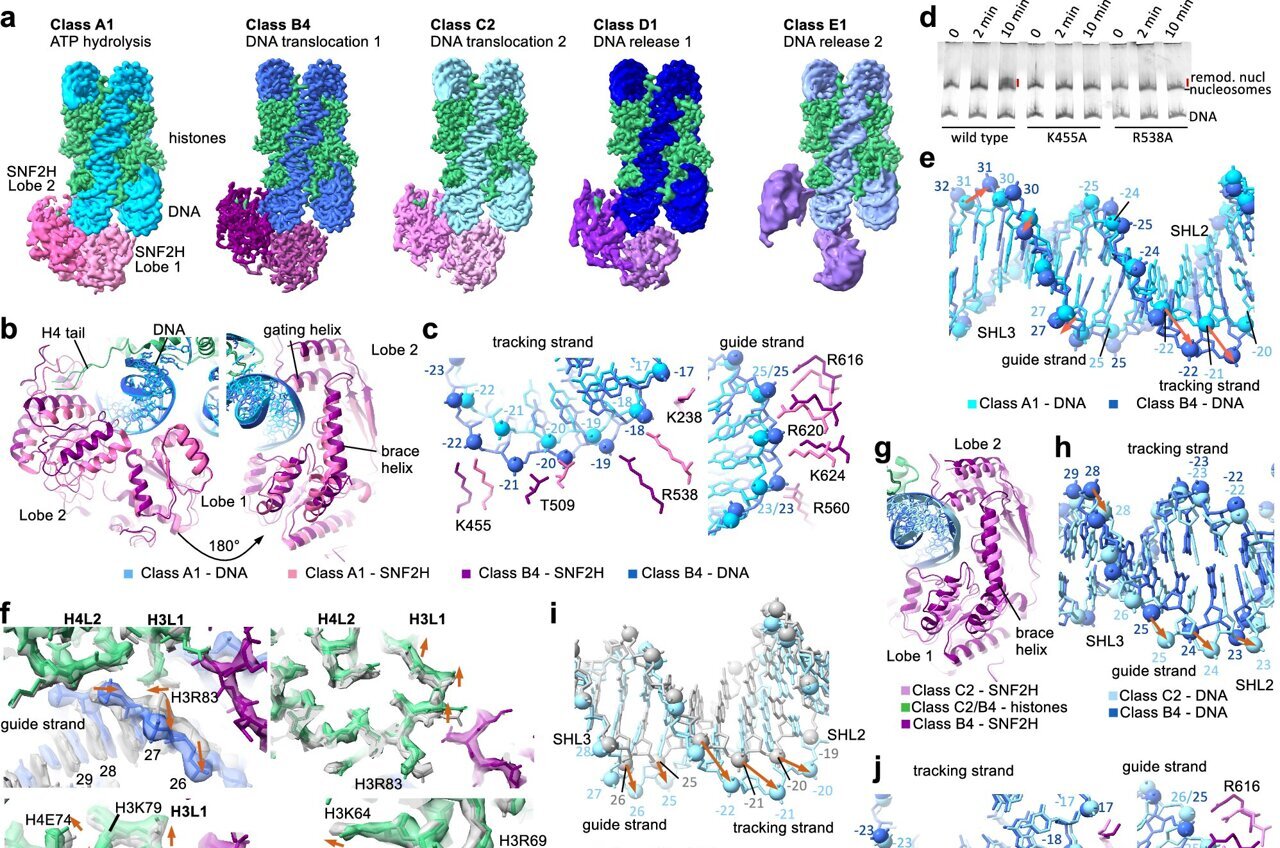 Chromatin remodeling captured in comprehensive structural study