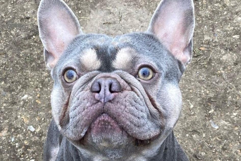 Wadars: Adorable dogs at Sussex animal rescue need loving homes