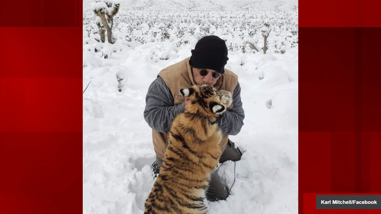 Pahrump man claimed tigers were service animals, court documents reveal