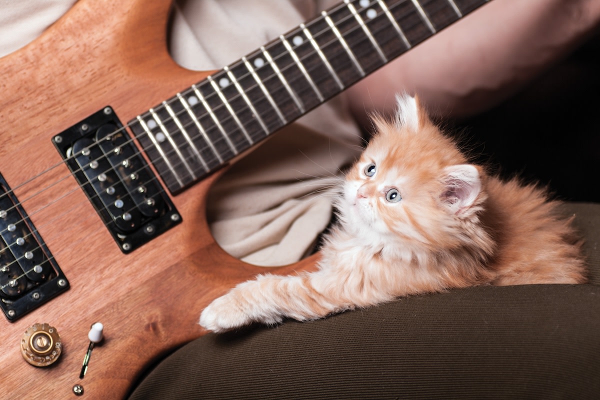 Orange Cat Jamming Out on Electric Guitar Steals the Show in Rare ...